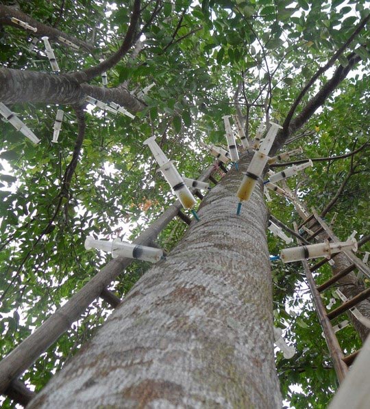 Ceylon Evergreen Plantation | Sri Lanka | Agarwood | Walla Patta ...